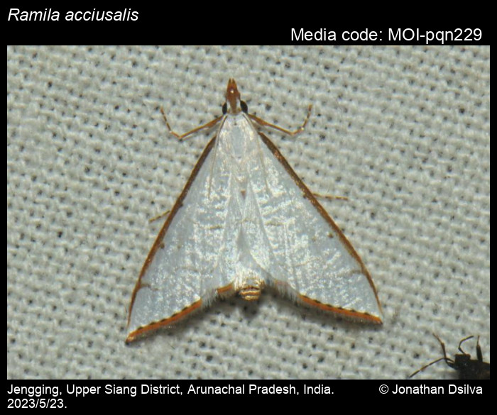 Ramila acciusalis | Moths